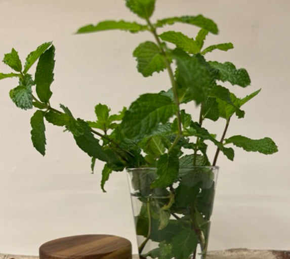 All About Peppermint – MONQ