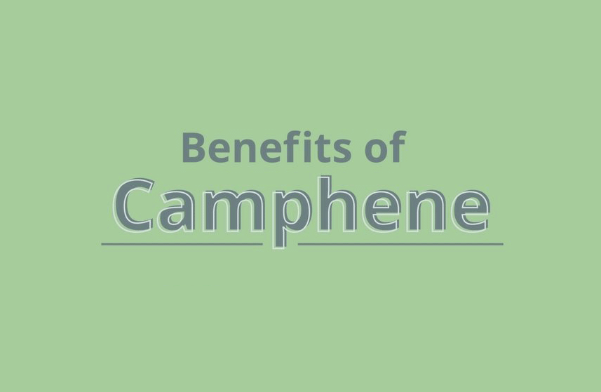 Camphene Terpene Benefits – MONQ