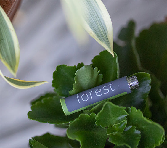 Discover MONQ's Forest Blend