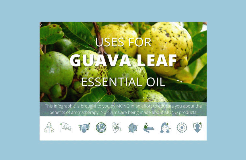 Guava Leaf Essential Oil Infographic – MONQ