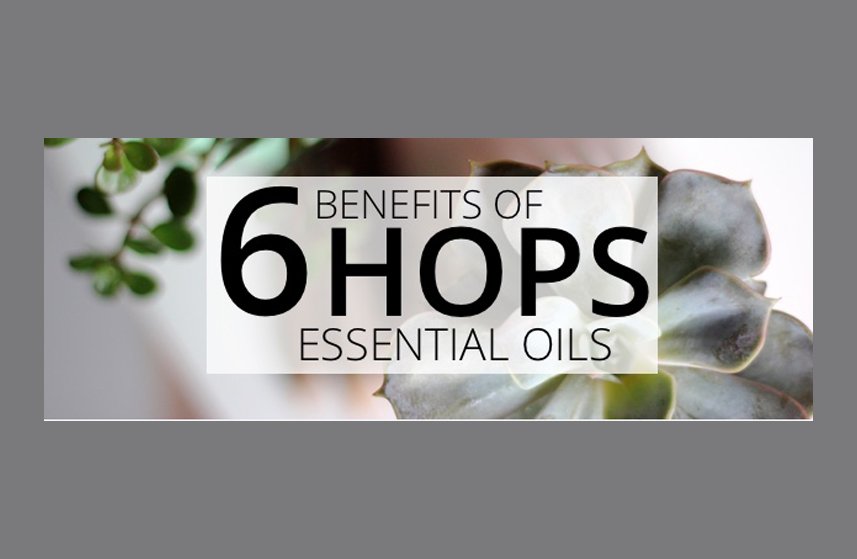 Hops Essential Oil Benefits – MONQ