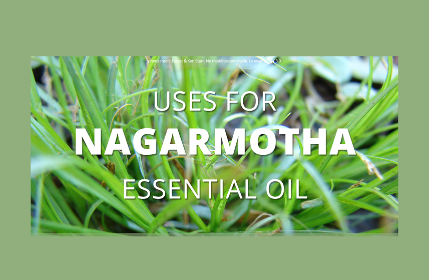 What is Nagarmotha? – MONQ