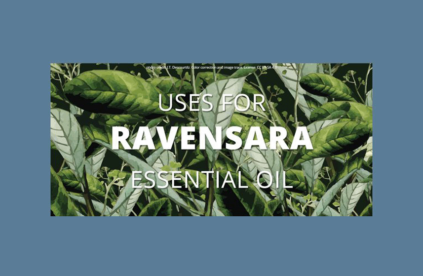 Ravensara Essential Oil Uses Infographic – MONQ